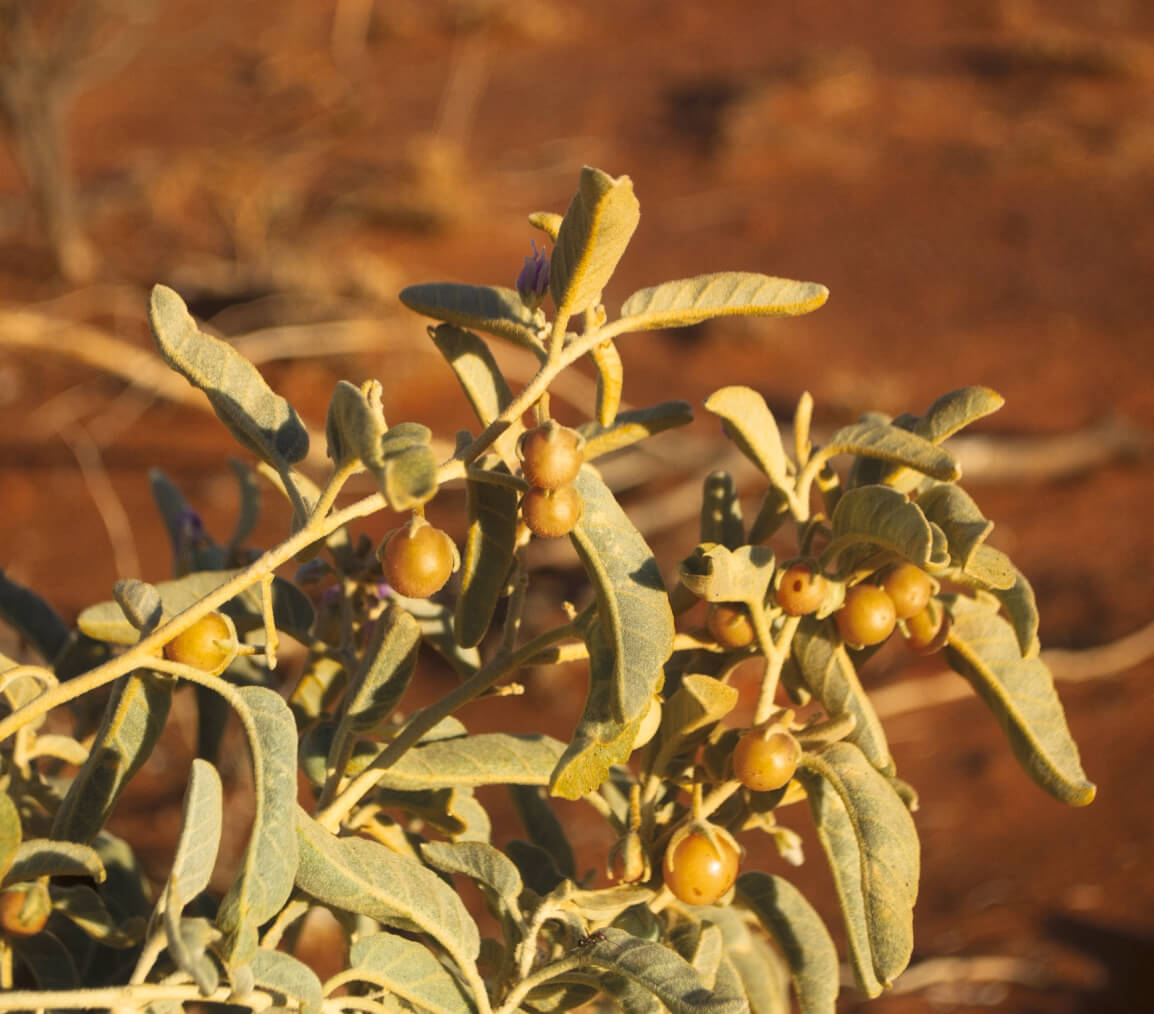 Kampurarrpa - the Juice Fountain® Cold XL