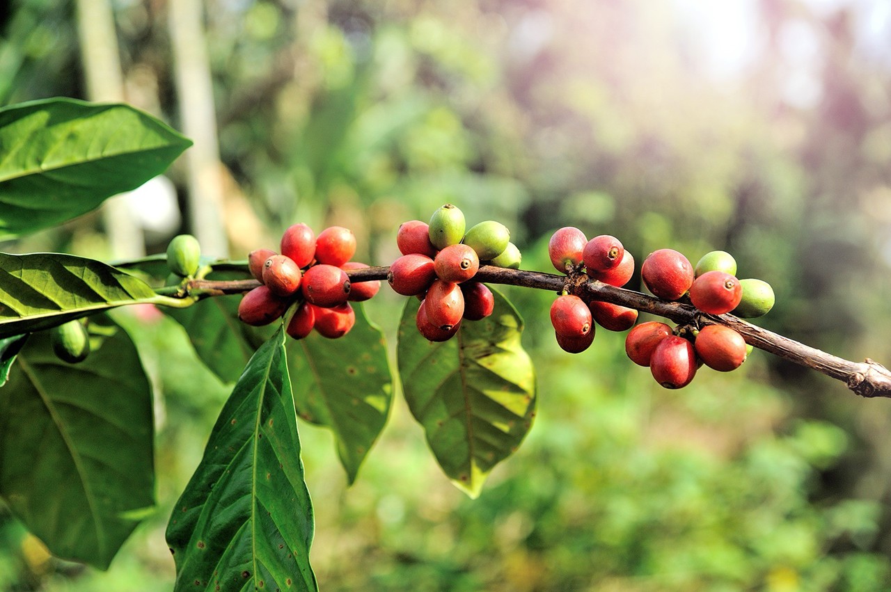 What are coffee varieties?